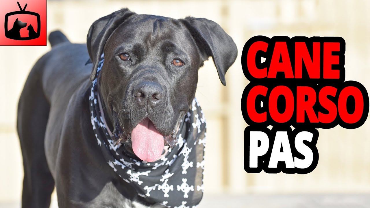 🐕 Cane Corso Pas – Slike I Karakteristike Cane Corso Pasmine Pasa ...