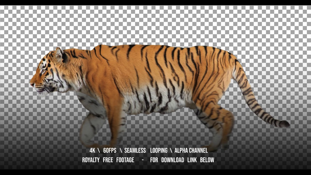 Tiger running trot. Animal isolated for your background. Alpha channel ...
