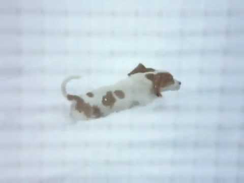 Basset hound Puppy running in snow - YouTube