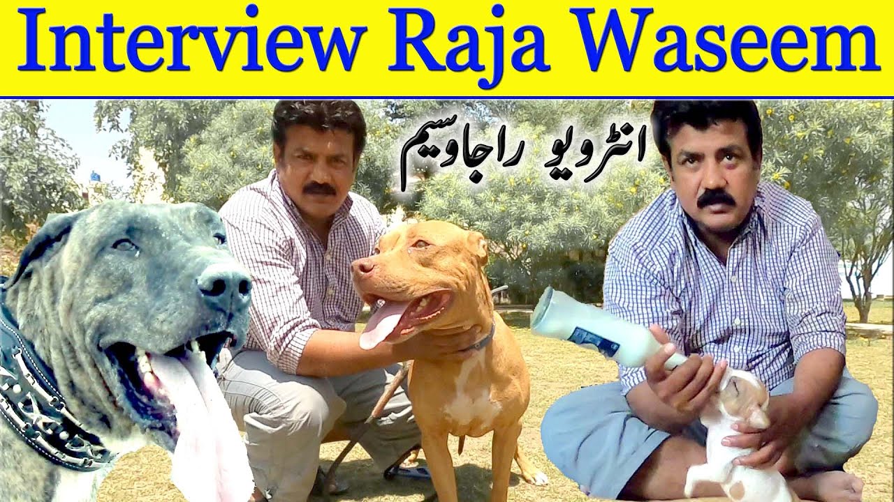 Interview of Raja Waseem 3 Big Bully Kutta 2 Puppy By Nafa TV HD - YouTube