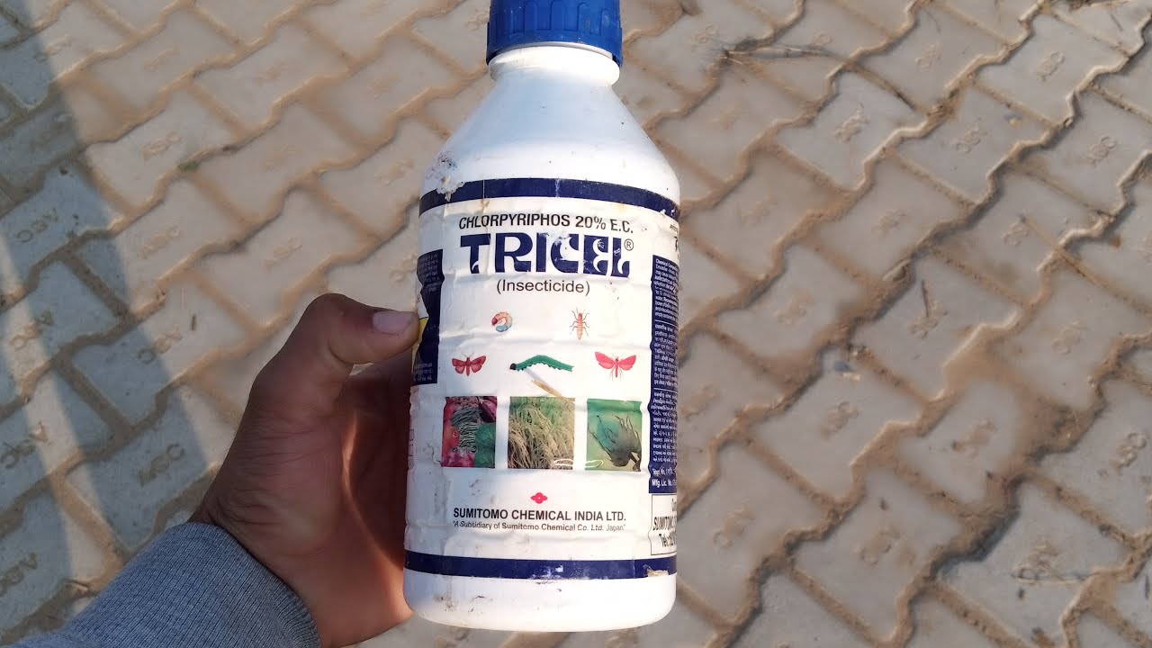 #Tricel_Insecticides Chlorpyriphos 20% E.C - YouTube
