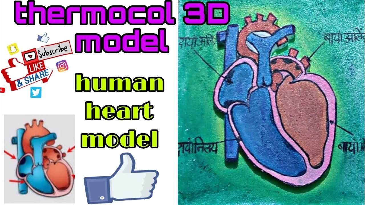 how to make 3D thermocol model human heart मानव ह्रदय संरचना थर्मोकोल ...