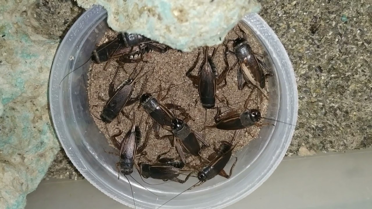 Fêmeas de grilo-negro (Gryllus assimilis) fazendo postura. - YouTube