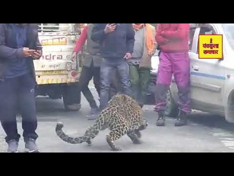 Leopard Seen Playing With People in Himachal’s Tirthan Valley, Video ...