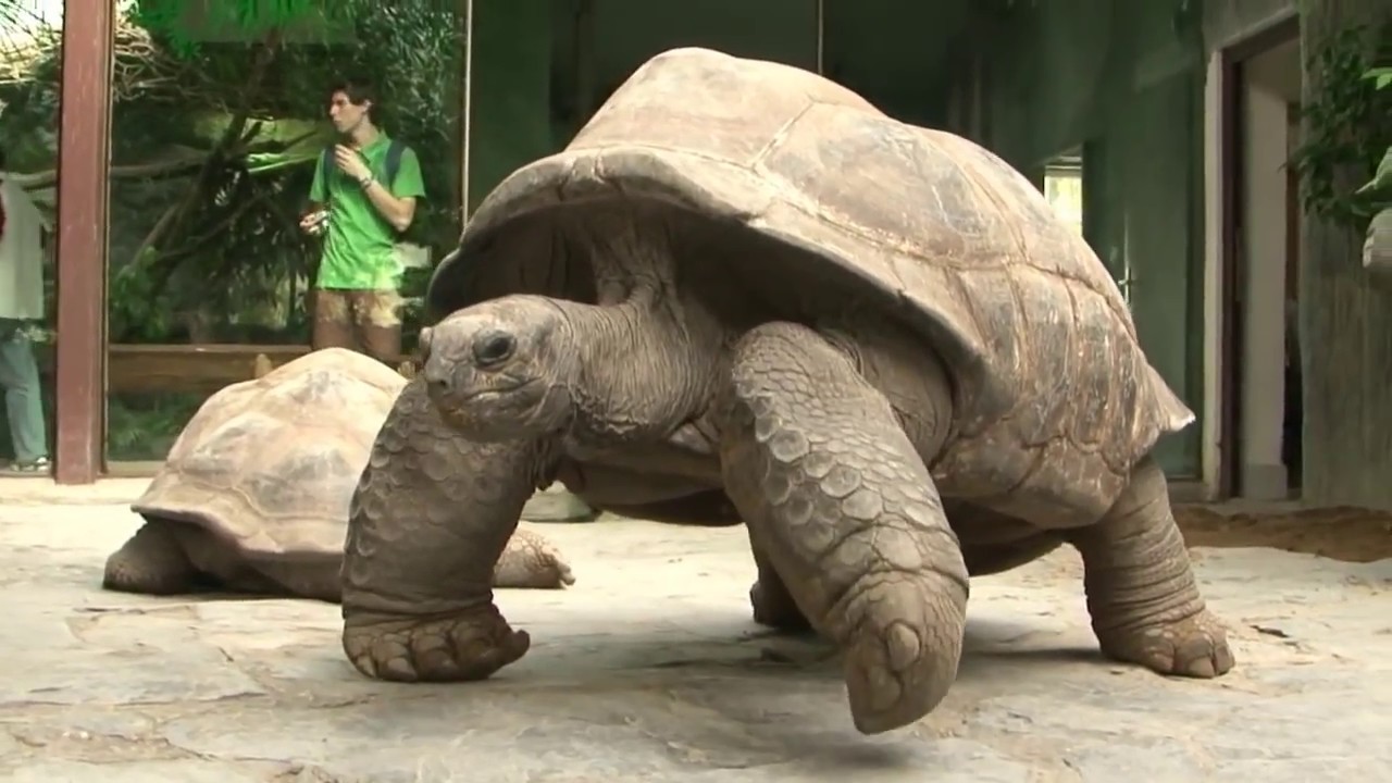 zoo Praha - želvy sloní - YouTube