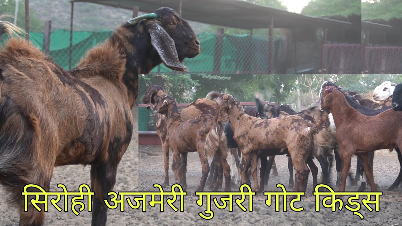 20 से 30 kg सिरोही गोट किड्स | Sirohi gujari ajmeri goat kids sirohi ...