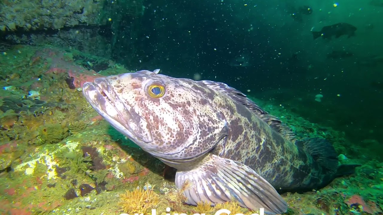 Scuba Diving Mary’s Rock in Resurrection Bay Alaska - YouTube