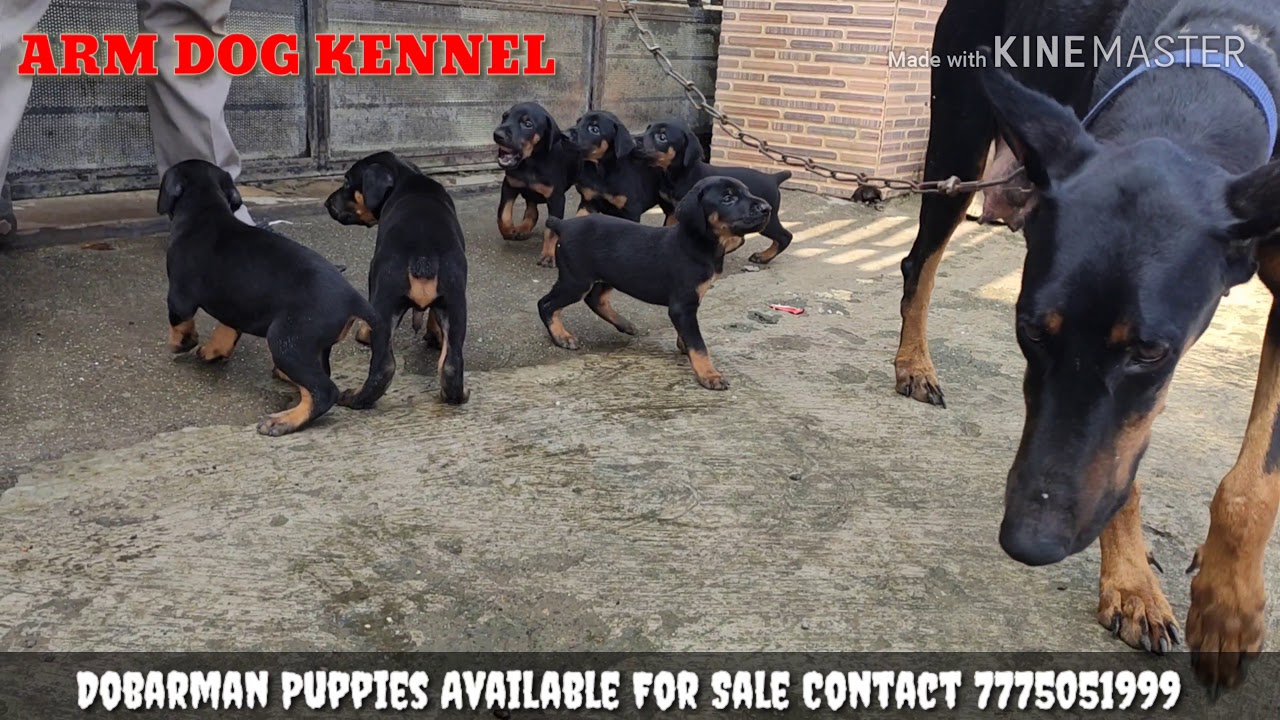 Dobarman Puppies Available For Sale at ARM Dog Kennel - YouTube