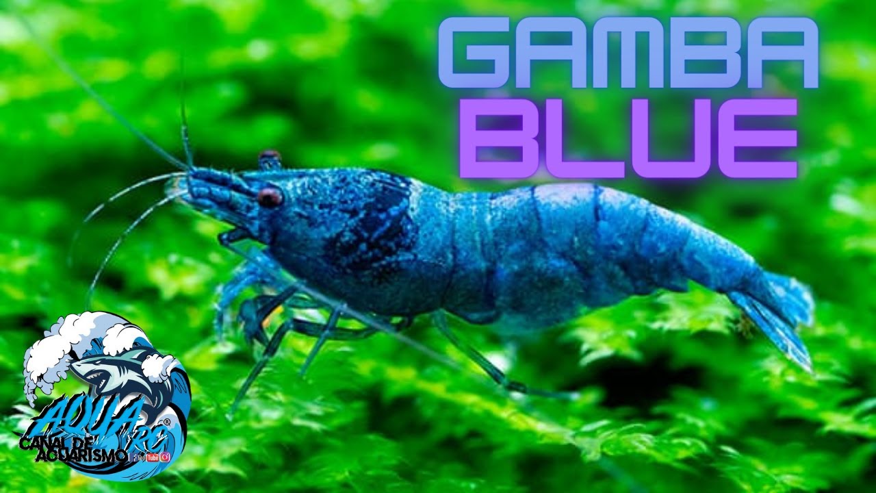 | GAMBA BLUE, CUIDADOS Y REPRODUCCION | AQUA RC | - YouTube