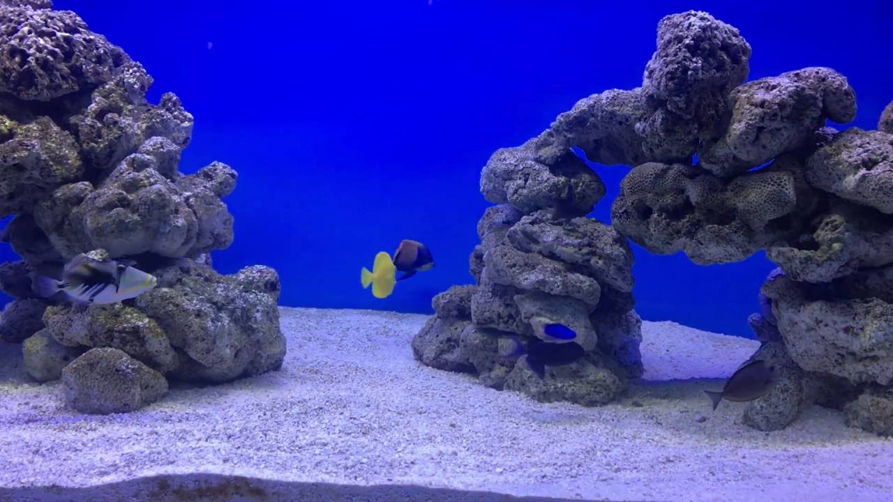 Saltwater tank in Nepal - YouTube