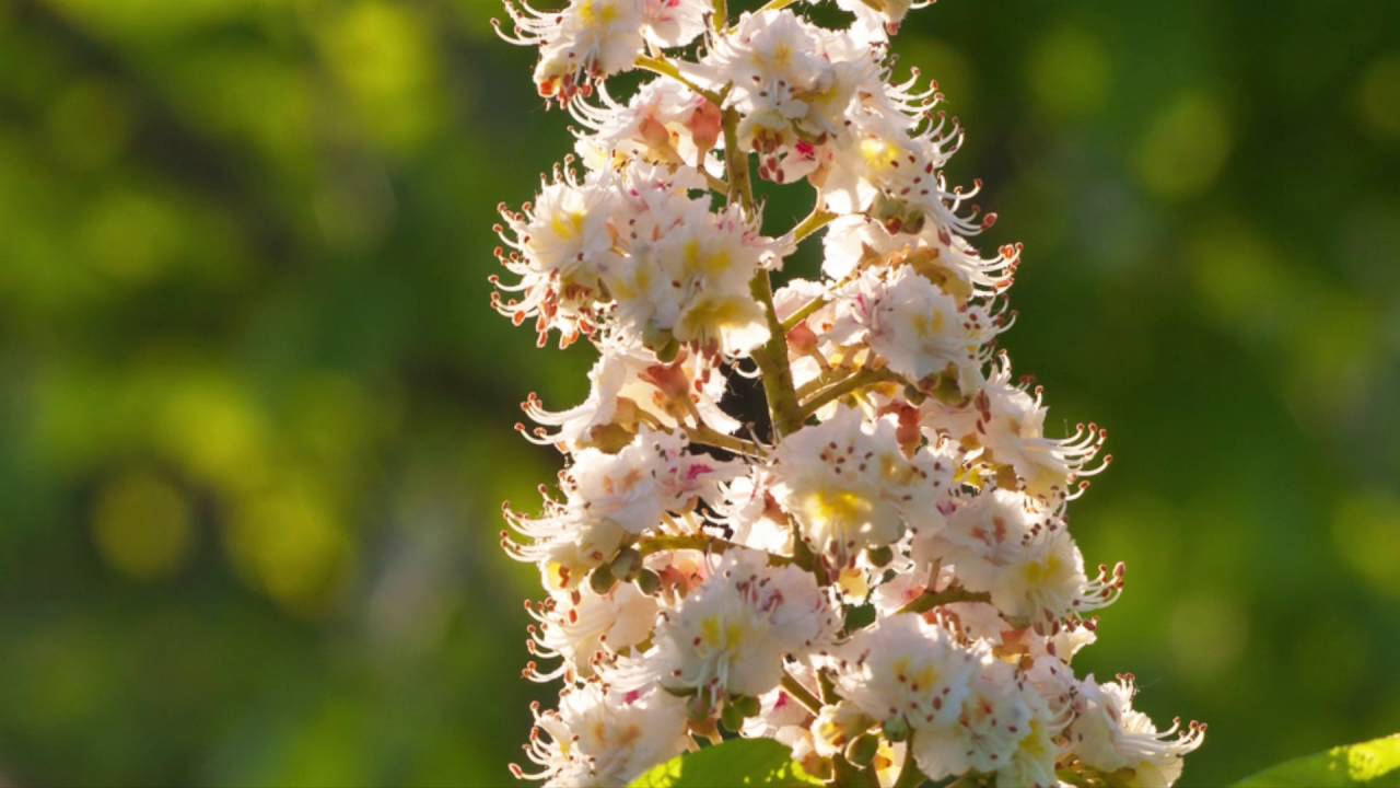 Bach flower White Chestnut - YouTube