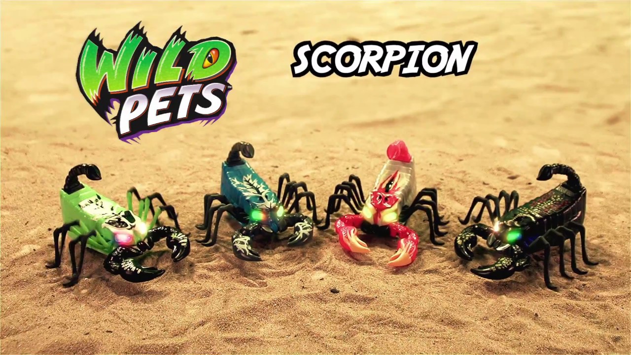 Wild Pets Spiders & Scorpions - YouTube