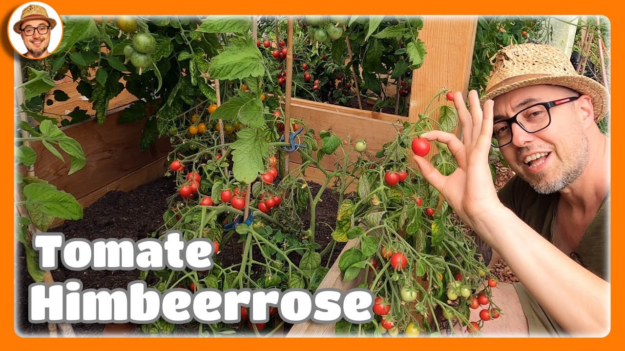 Tomate Selbst Bestauben