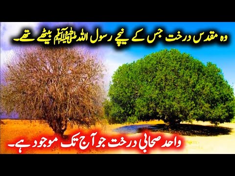 Sahabi Rasool tree #unfrezzmyaccount#lifeisbutadream#baby - YouTube