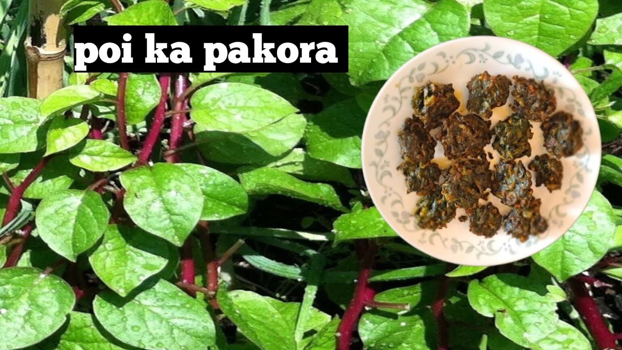 Poi Leaves pakora Recipe ! Poi ke patte ka pakora!!पोई के पत्ते के ...