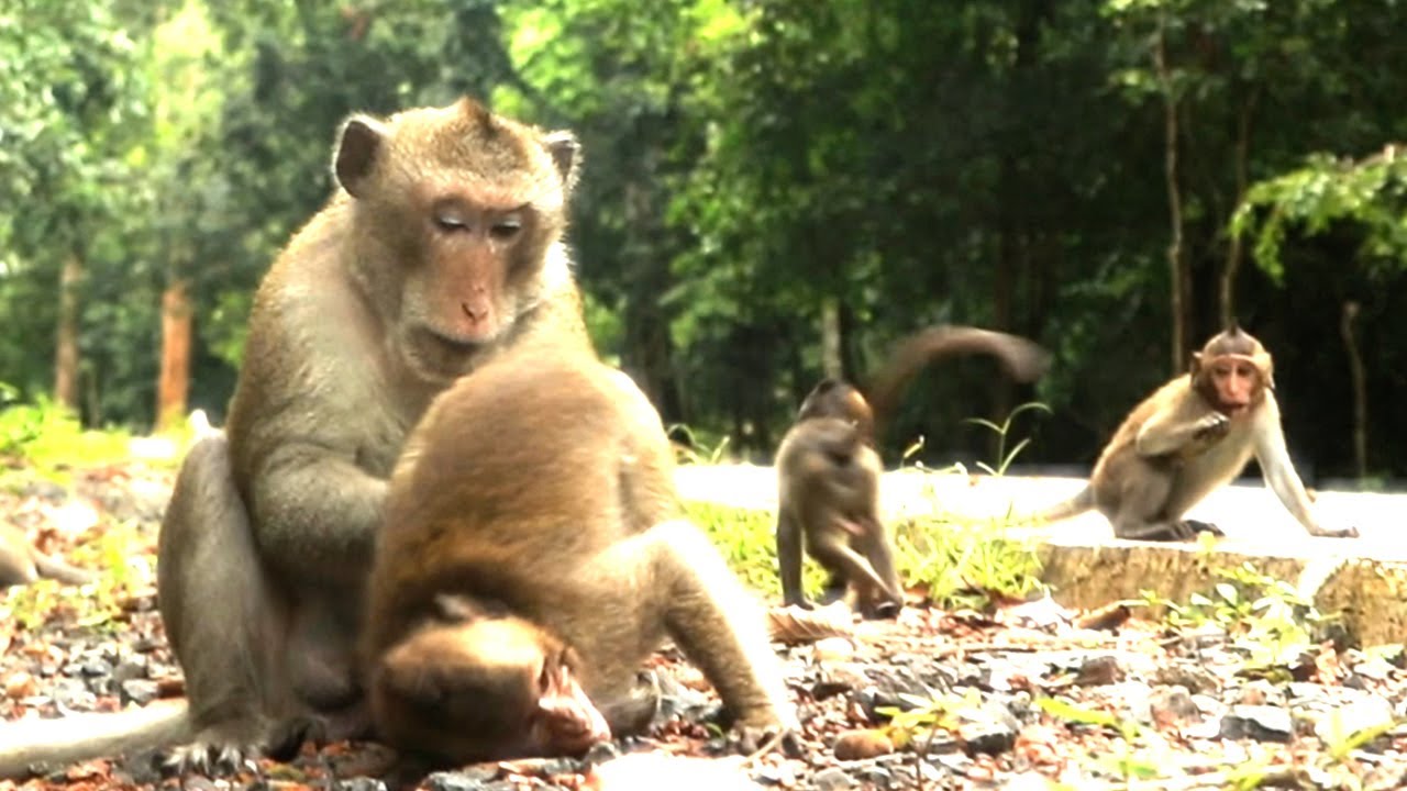 Cam Wildlife #50-Husband monkey bit his wife monkey - YouTube