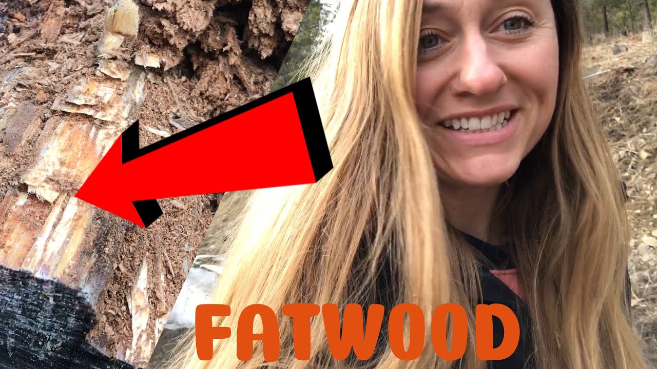 Harvesting fatwood on my own property! - YouTube