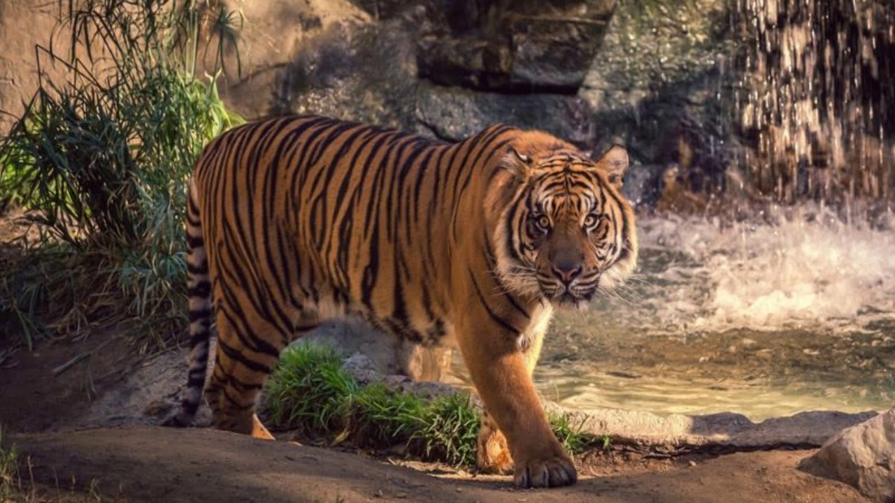 貓形亞目Feliformia - YouTube