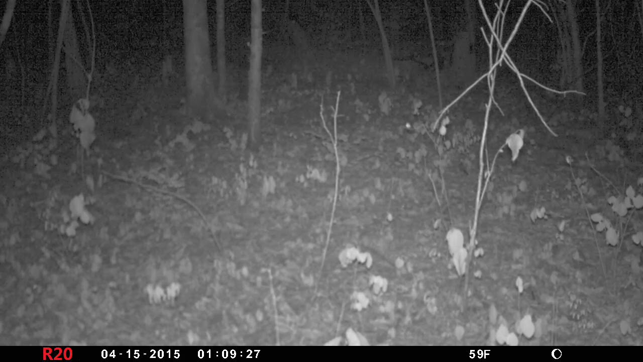 เสือโคร่ง จากกล้องดักถ่าย Tiger caught by trail camera - YouTube