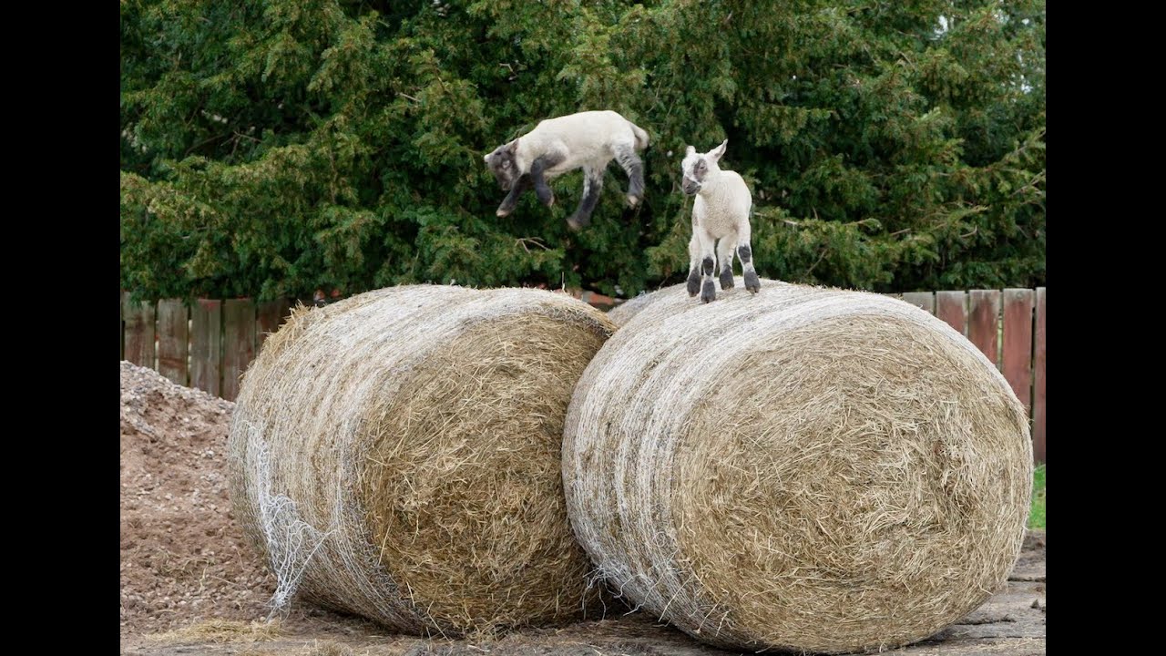 Jumping Lambs.Mid Feb 2023 4K - YouTube