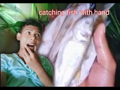 Catching fish with hands - YouTube