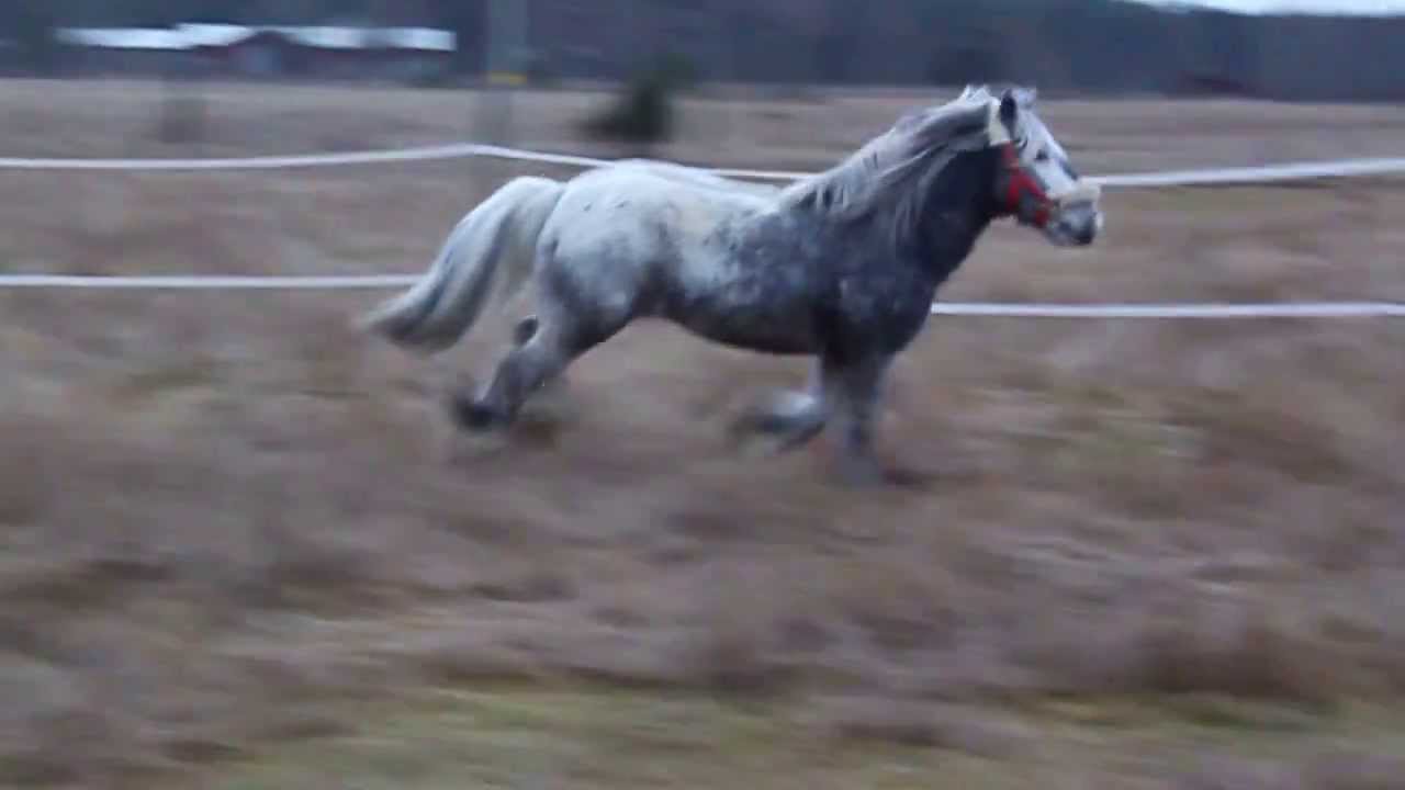 Mini cob / Mini Gypsy Cob stallion Our Papa Smurf, 120cm - YouTube