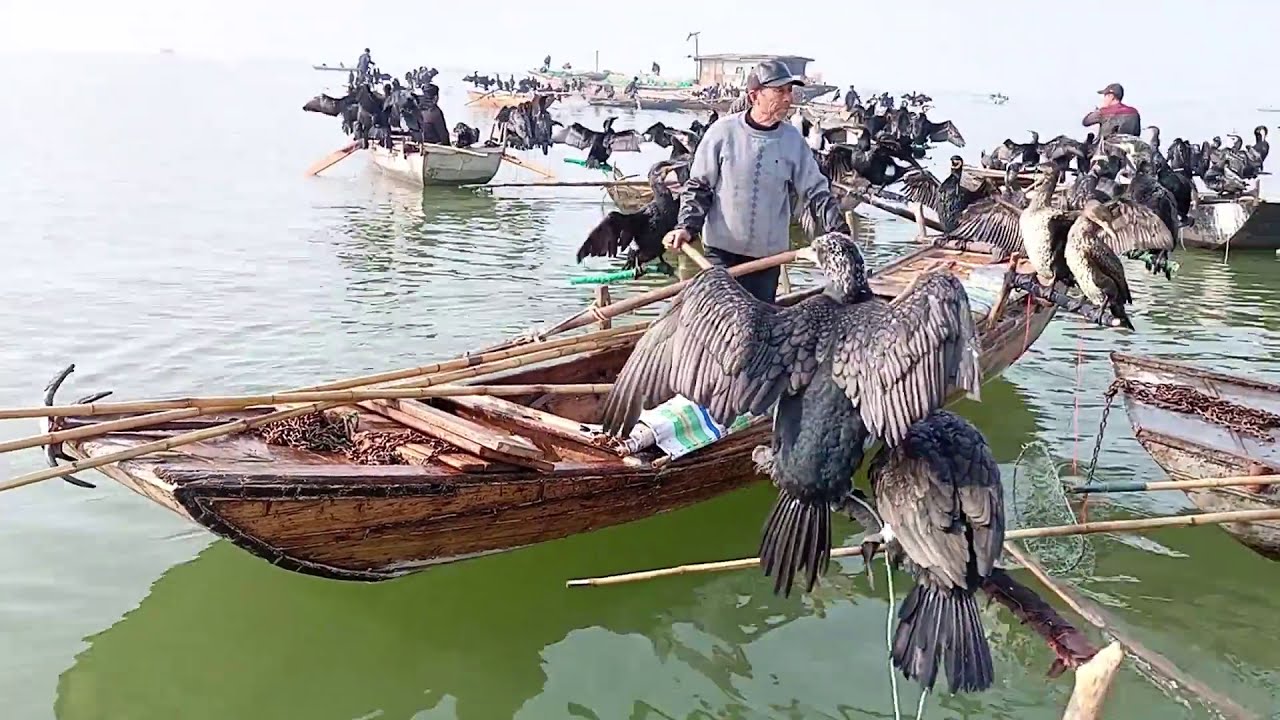 The birds are trained to catch fish | Fishing With Birds - YouTube