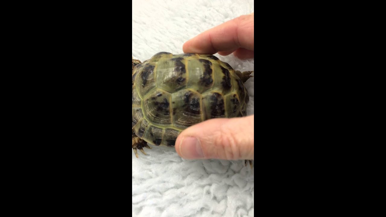 Severe Metabolic Bone Disease Soft Shell Tortoise Euthanised - YouTube