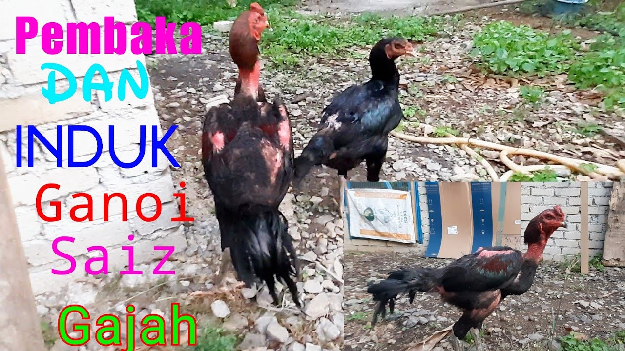 video 67 ayam ganoi dan ayam ratu - YouTube
