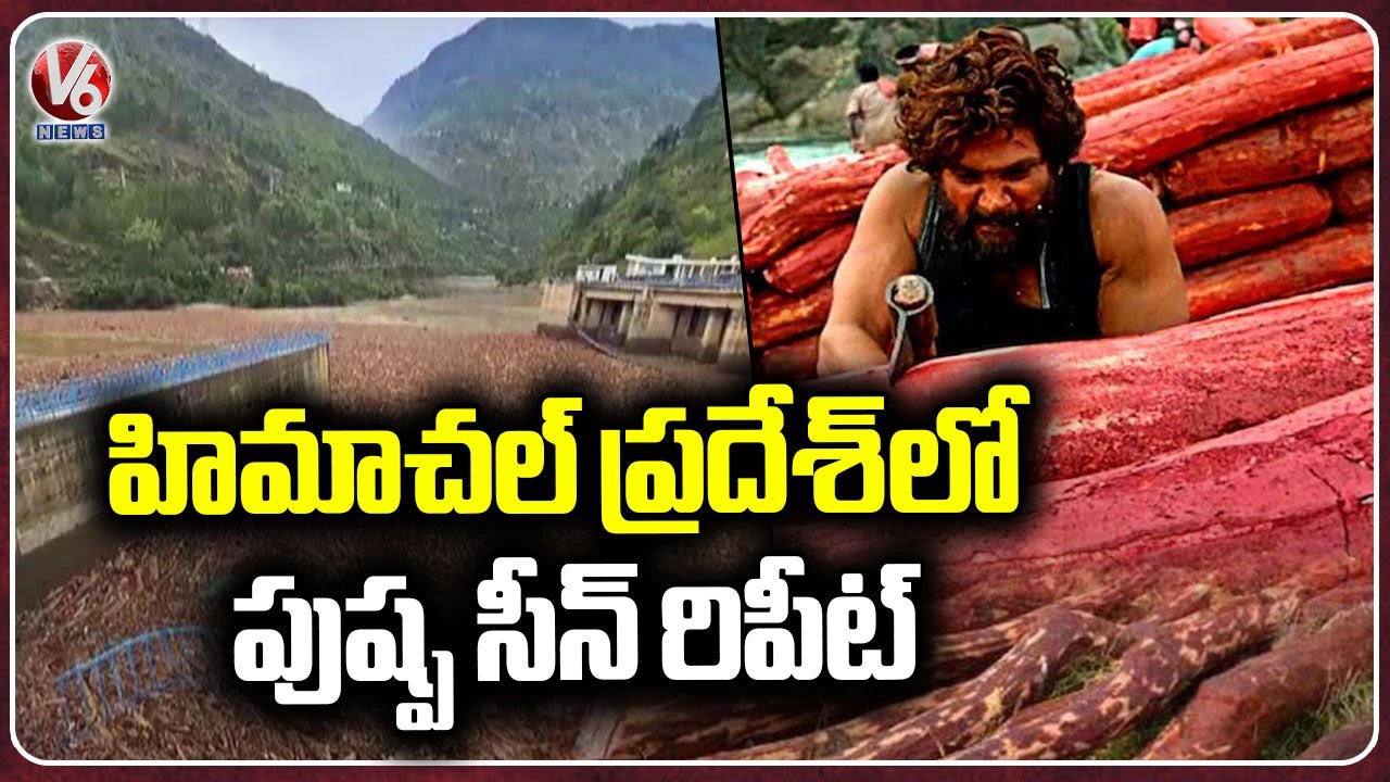 Pushpa Scene in Real Life Sandalwood Logs Washed Away in Himachal Rains ...