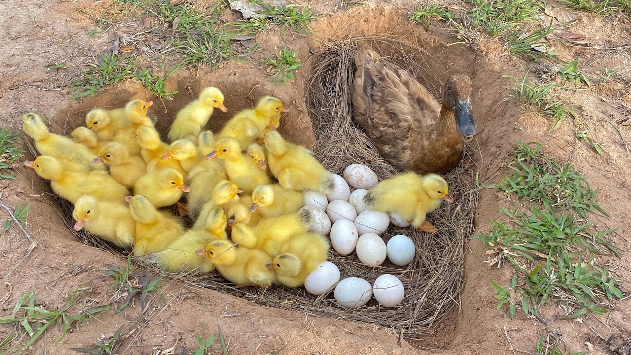Duck Hatching In Heart | Amazing Pekin Hatching Babe Ducklings Yellow ...