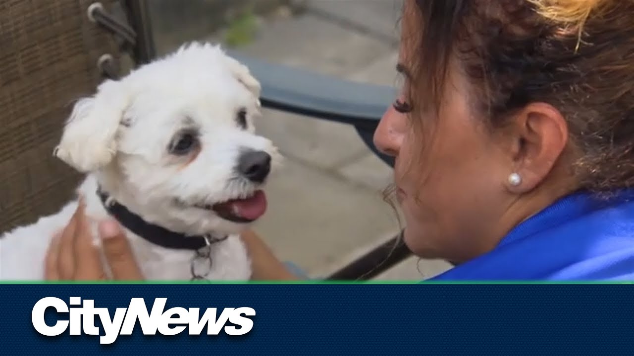 Toronto woman once afraid of dogs, now saves them - YouTube