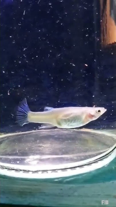 POECILIA RETICULATA ( female blue moscow guppy) - YouTube