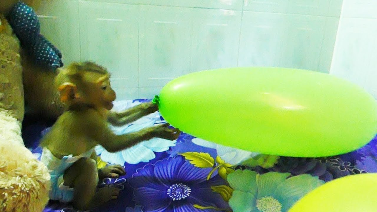 Baby Monkey Dodo Surprised When Playing Balloons - YouTube
