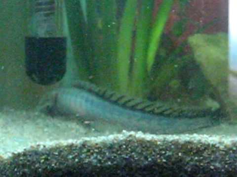 pez dragon - YouTube