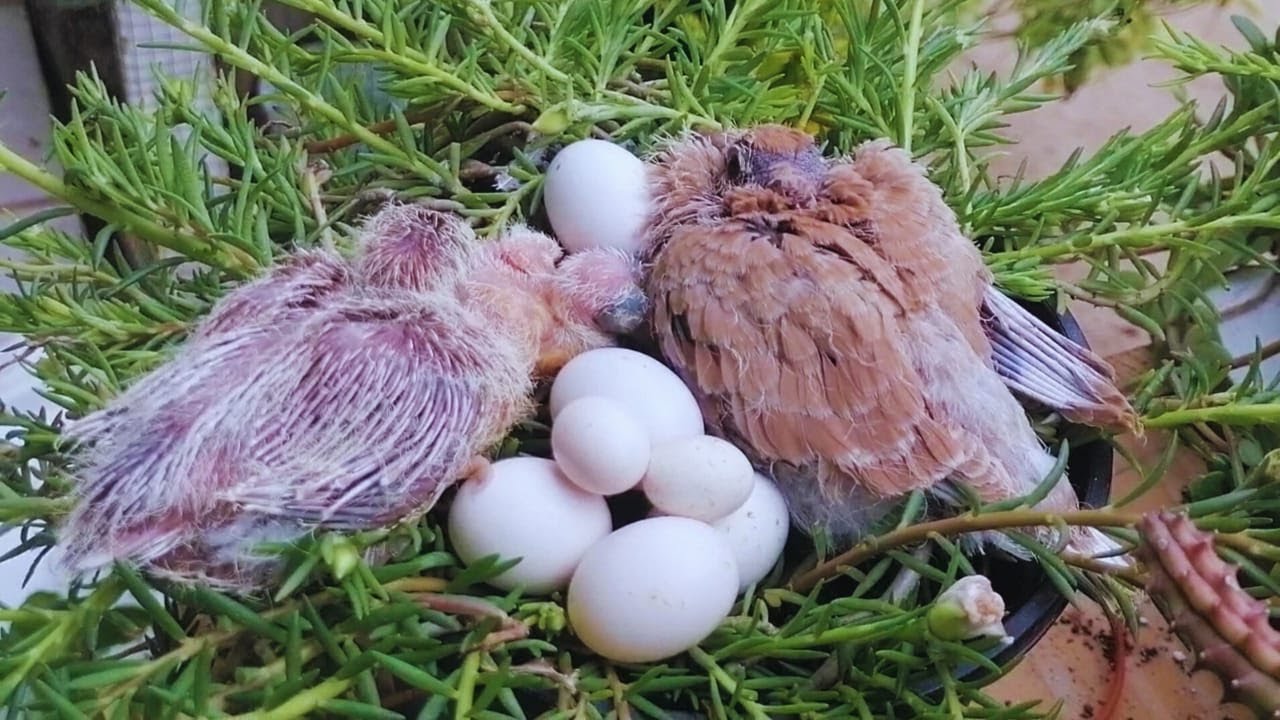 PICHONES Y HUEVOS FERTILES - YouTube