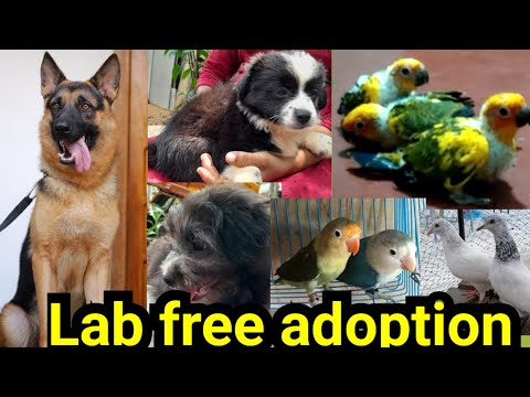 Sunconure Hand feed Chicks🔥Lab Free adoption |Gsd |Lapsapsa |പറവ |puppies| kittens| പ്രാവ് 250😍Low₹|