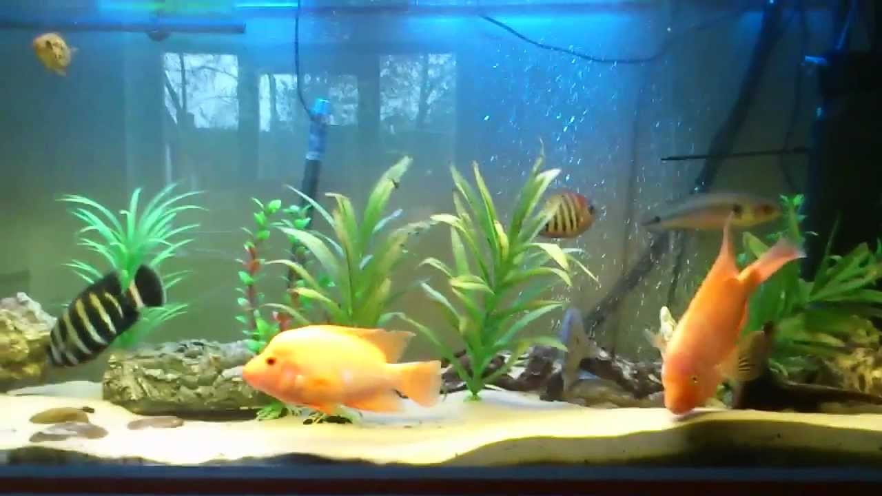 Clarias catfish - YouTube