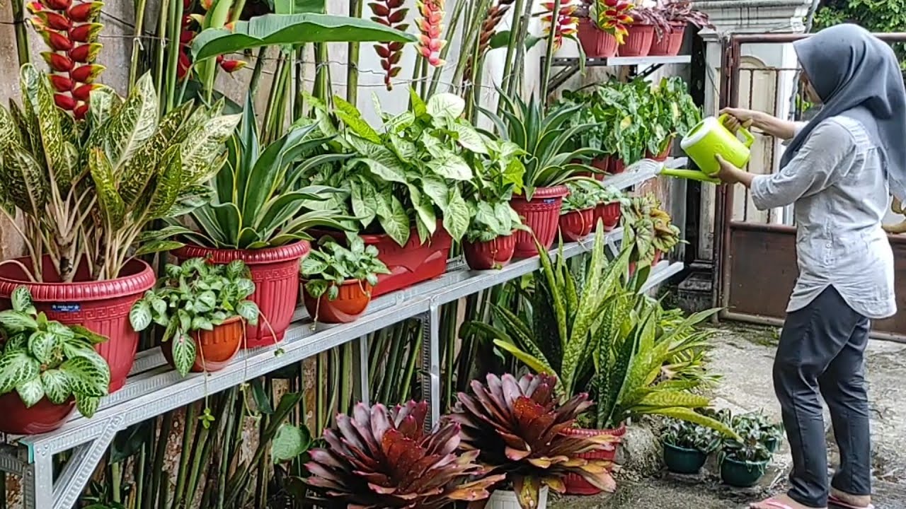 Episcia Dan Tradescantia Liar Jadi Tanaman Tempel Yang Cantik - YouTube