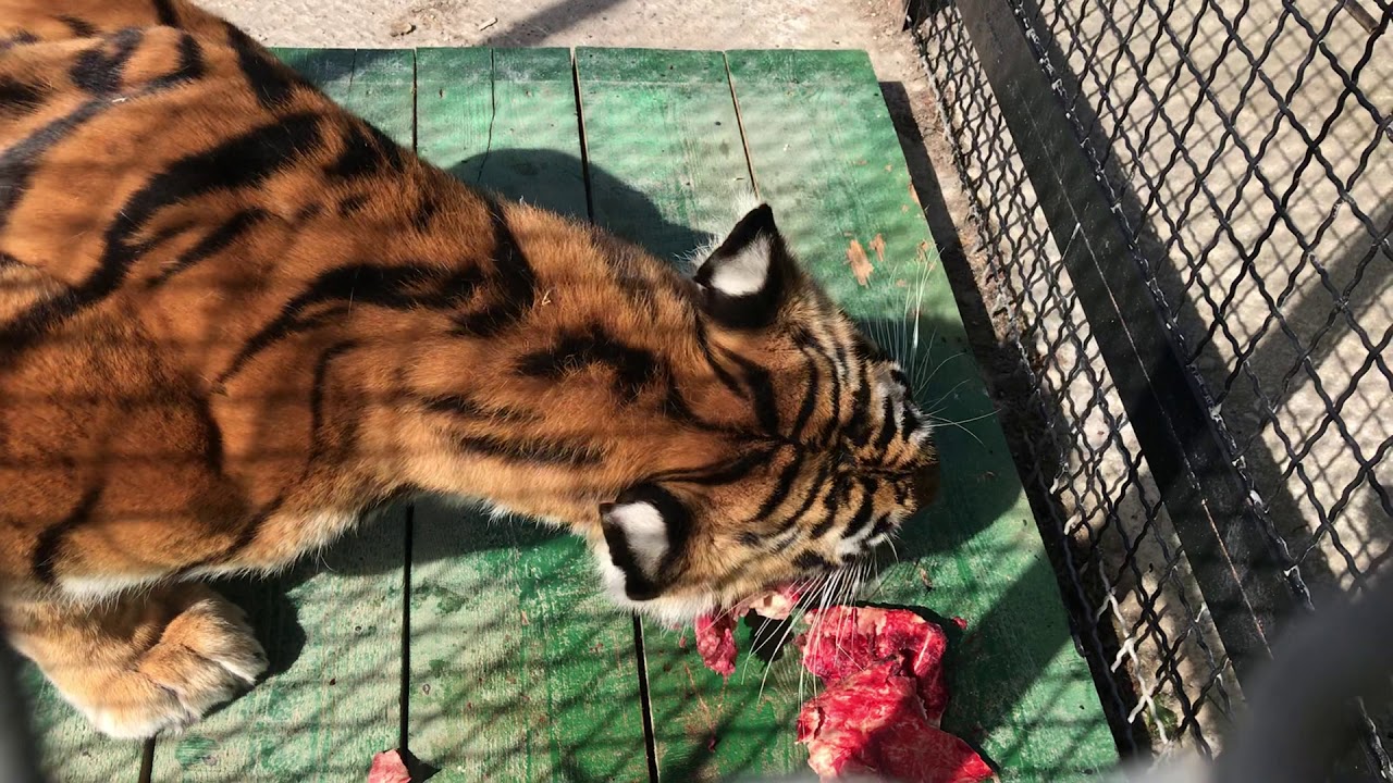 Тигриный завтрак. Тайган. Tiger breakfast - YouTube