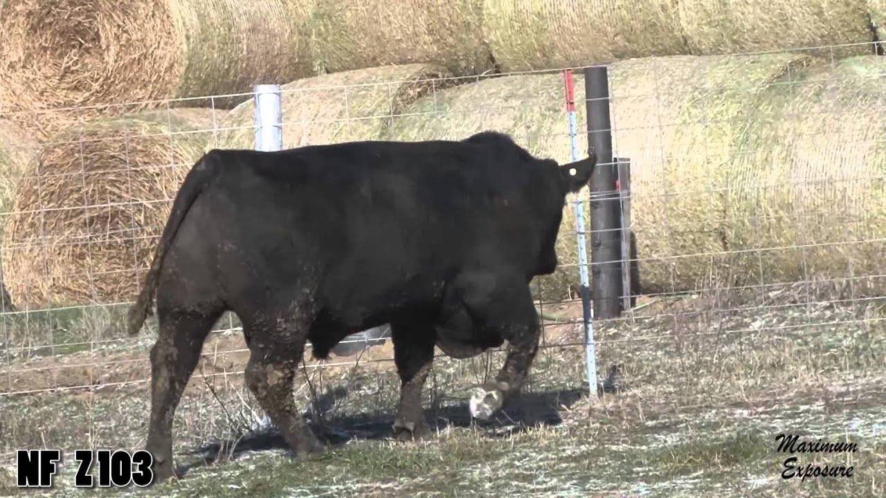 Nichols Bull NF Z 103 - YouTube