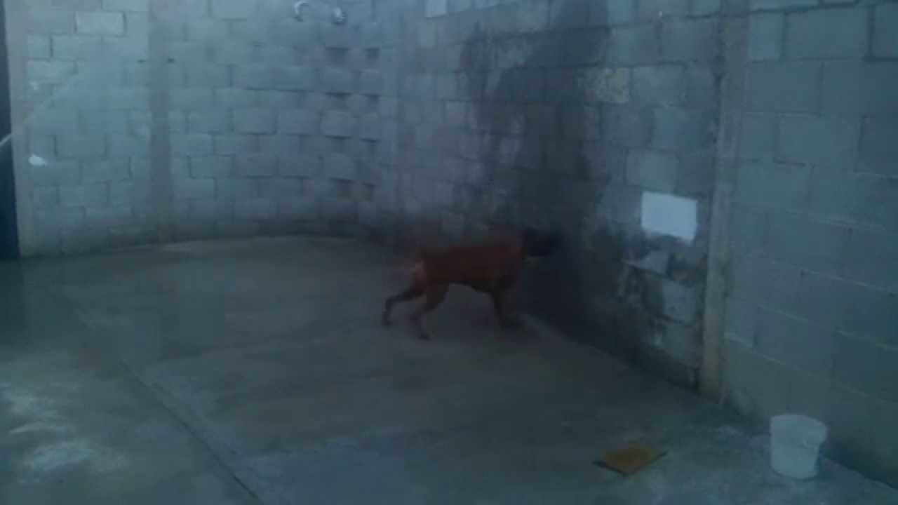 boxer jugando con el agua - YouTube