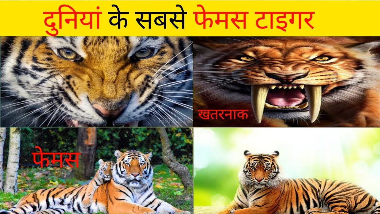 दुनिया के सबसे फेमस टाइगर। World's Most famous tiger. 😱 - YouTube