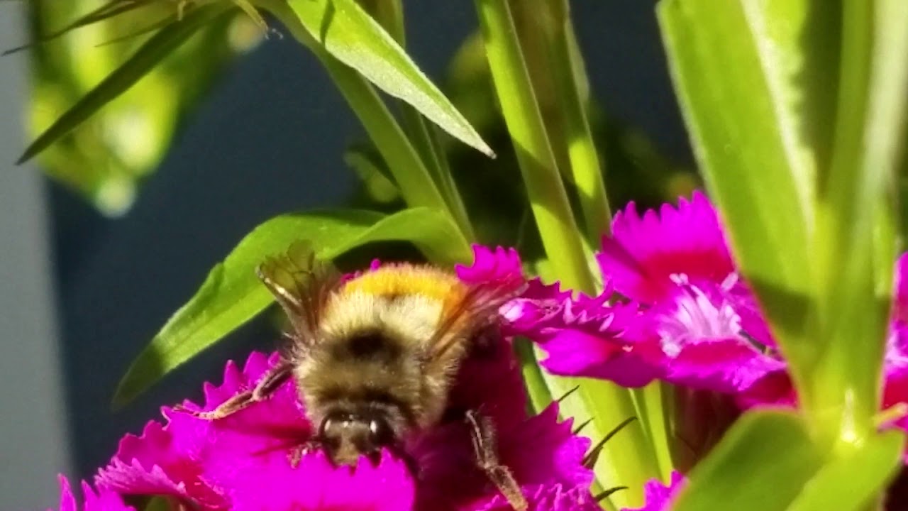 wingless bee - YouTube