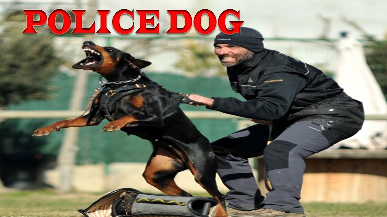 Top 5 Police Dogs - YouTube