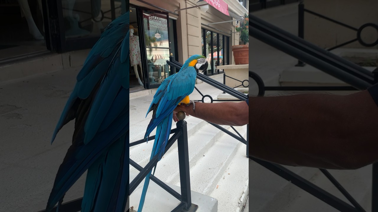 True macaw from the Amazon Forest🦜 || #macaws #share #beautiful - YouTube