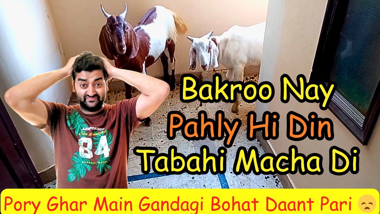 Bakroo Ne Ghar Mein DHAMAAL Macha Diya, SAFAI Aur AMMI KI DAANT, Bakroo ...