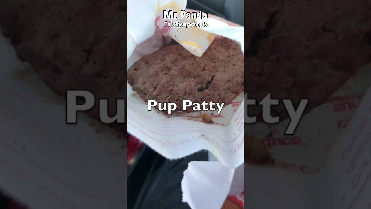 My dog ate his first Pup Patty from In N Out Burger | Cute and Funny ...