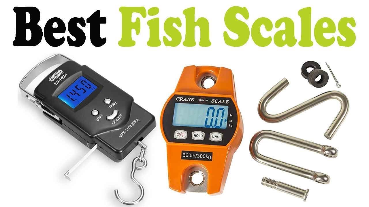 5 Best Fish Scales 2018 – Top 5 Fish Scales Reviews - YouTube