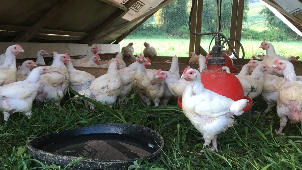 HOW TO move 400 BROILERS on PASTURE in 5 minutes! - YouTube